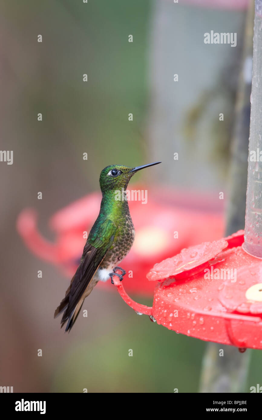 Buff-tailed Coronet (Boissonneaua flavescens tinochlora) at a feeder ...