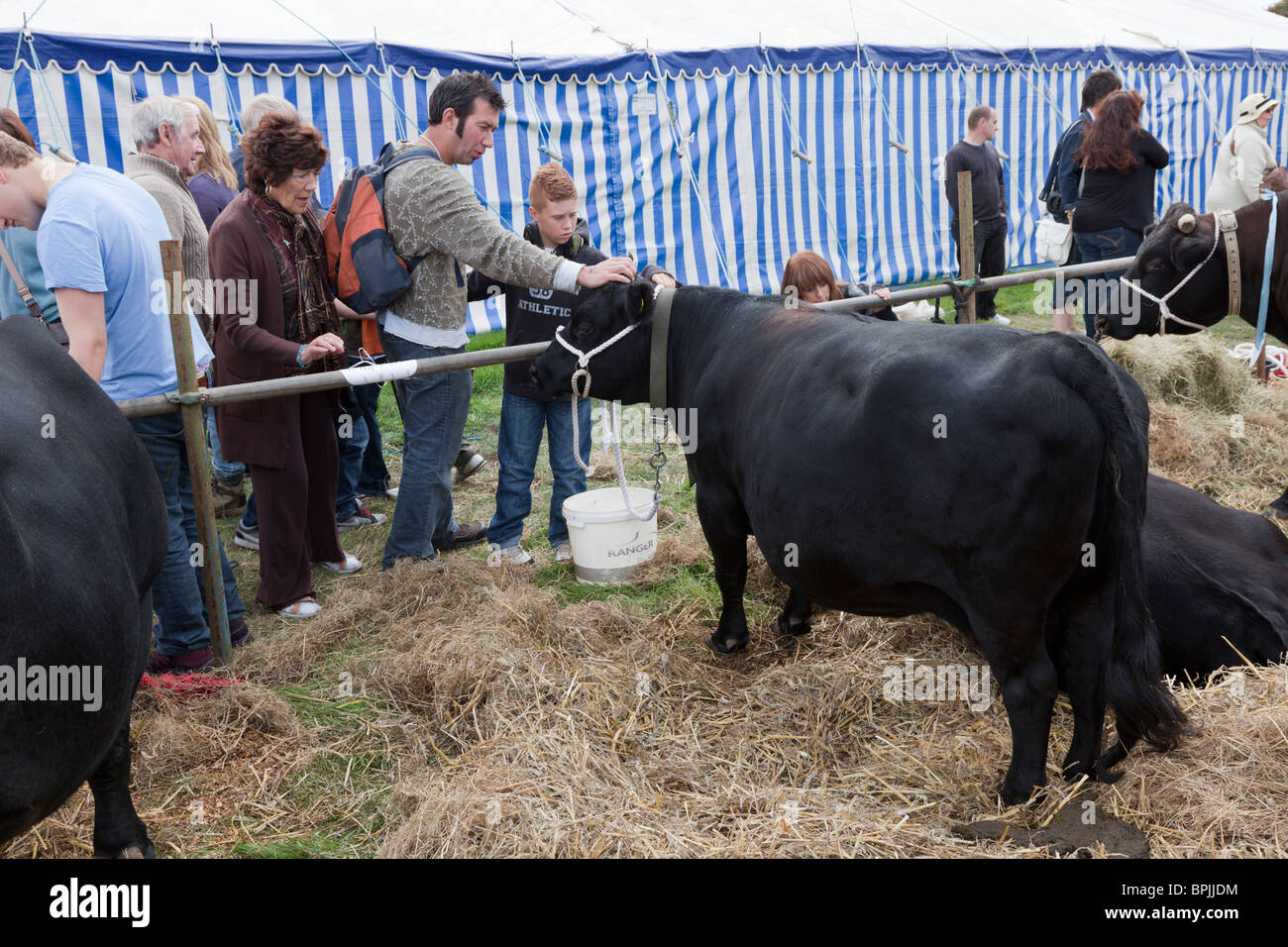 cattle and public at a country show in england Stock Photo - Alamy