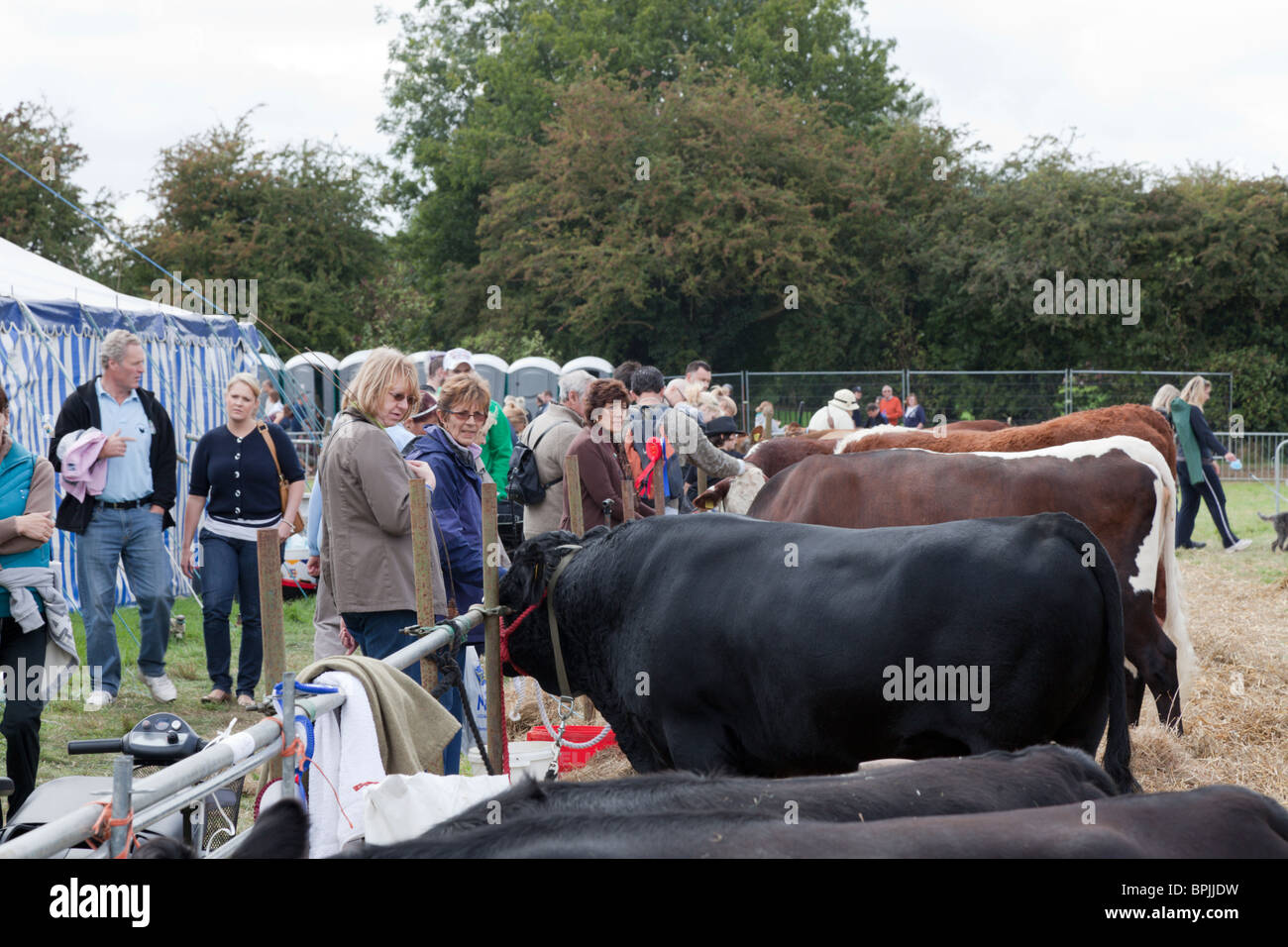 cattle and public at a country show in england Stock Photo - Alamy