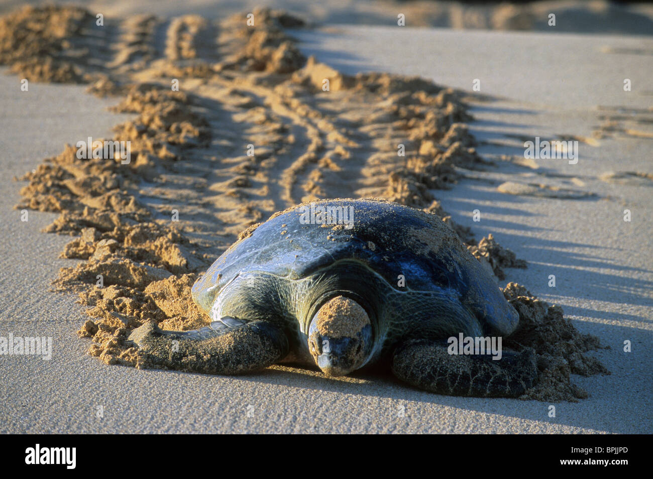 Kevin schafer sea turtle hi-res stock photography and images - Alamy