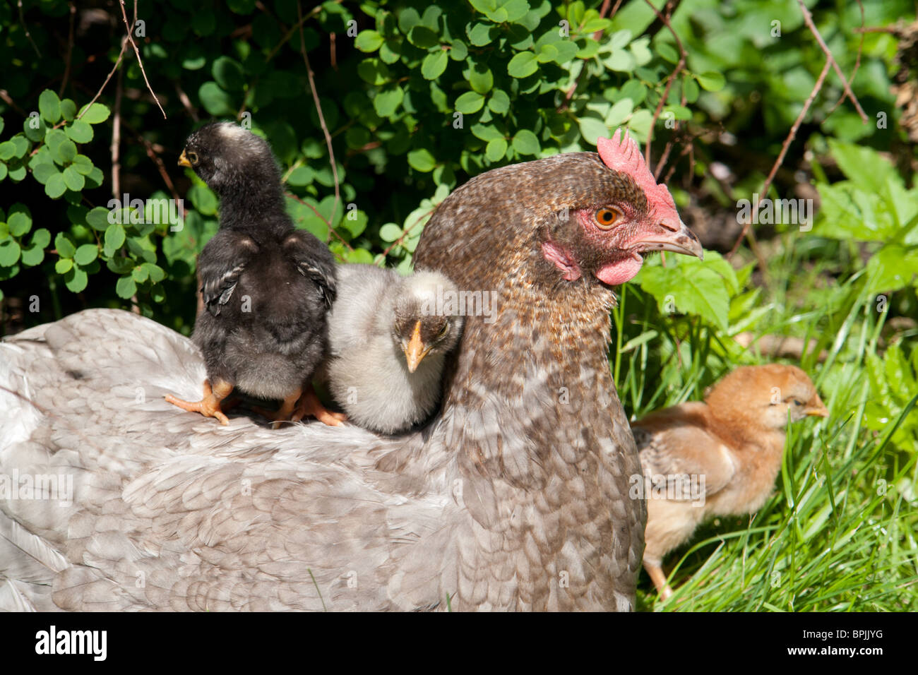 Grey hen and chicks Stock Photo - Alamy