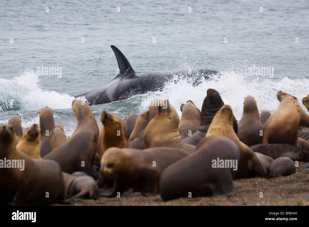 orca or killer whale trying to hunt southern sea lions pups in shallow ...