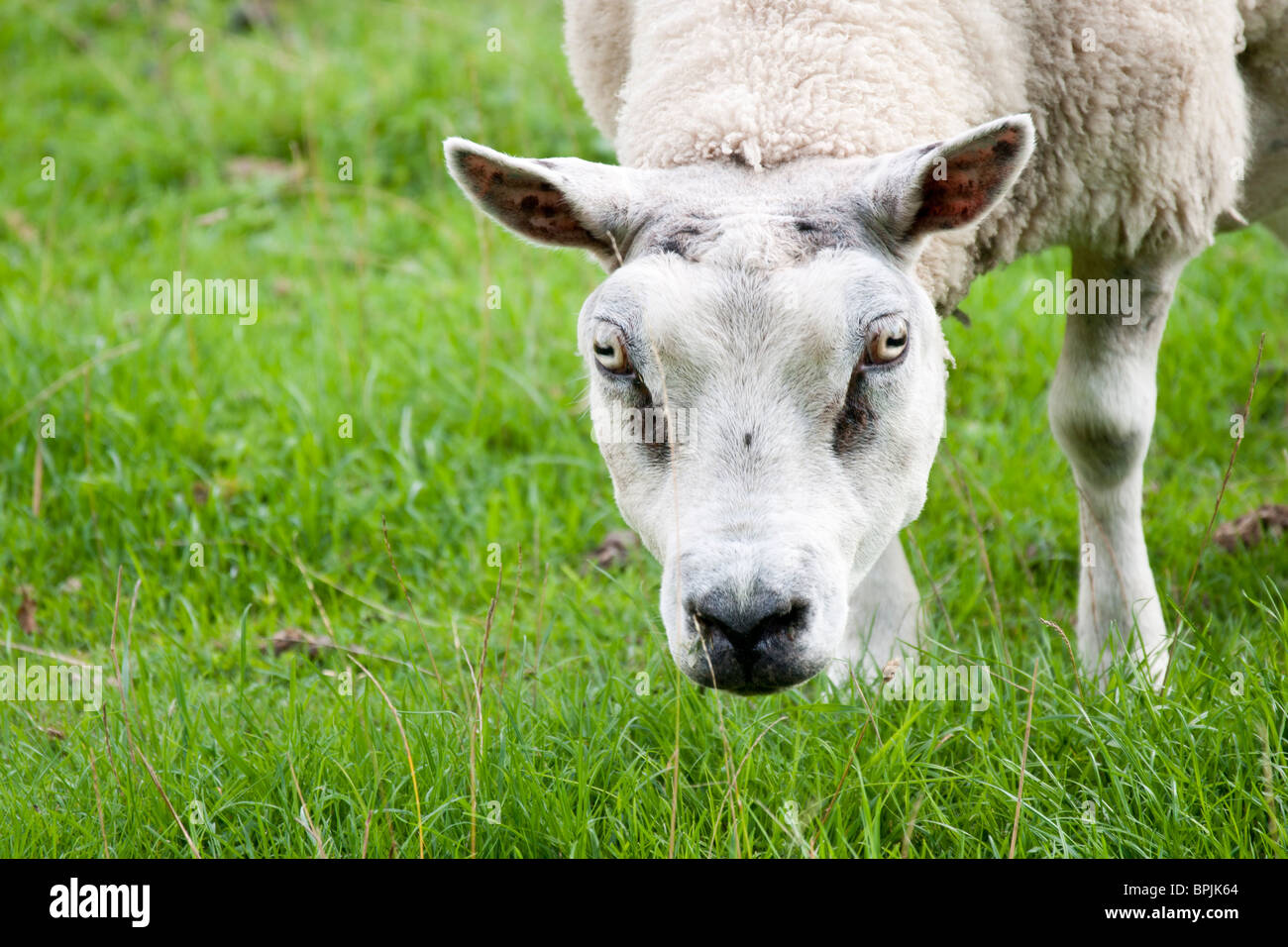 Funny sheep hi-res stock photography and images - Alamy