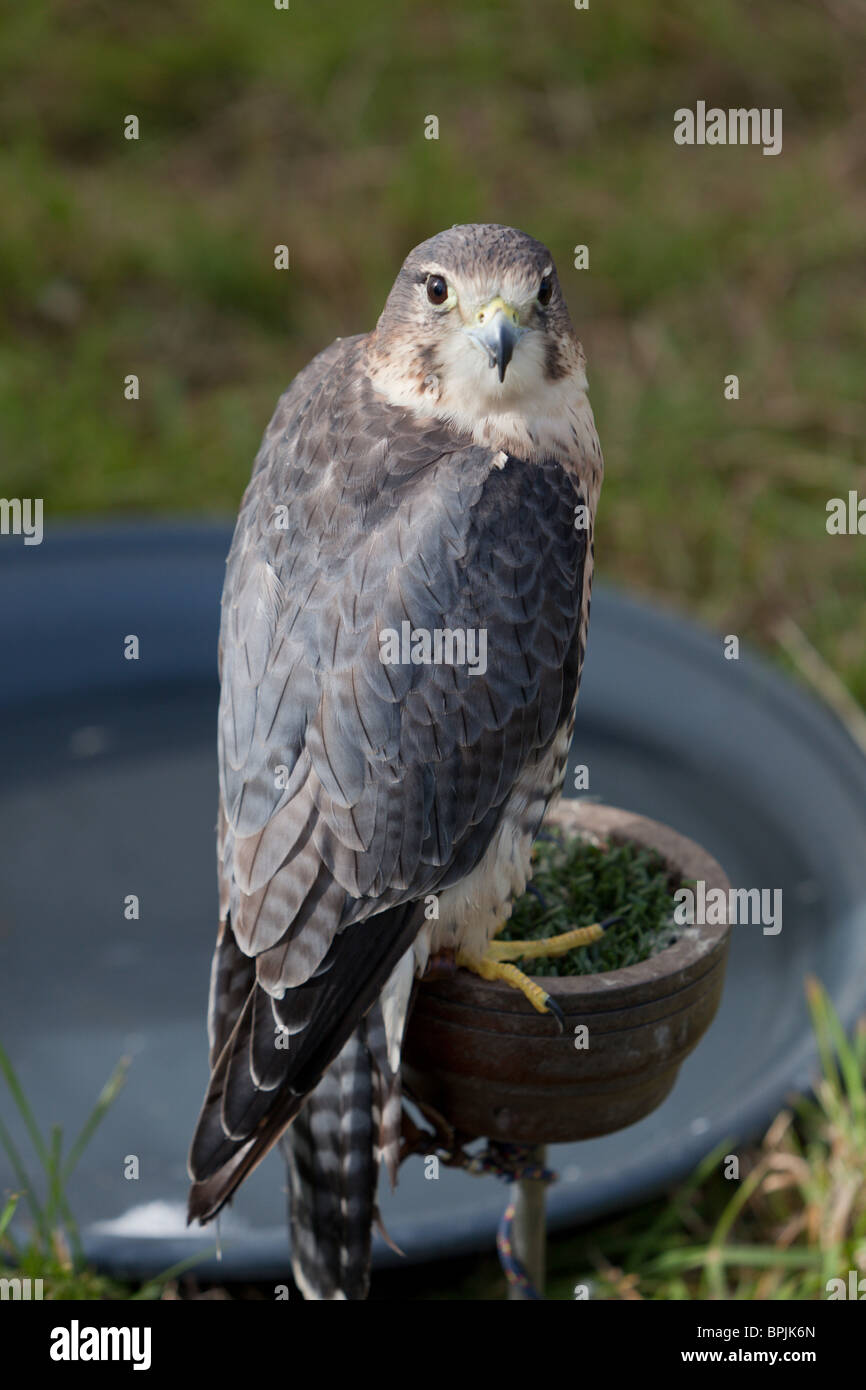 a captive peregrine falcon Stock Photo - Alamy