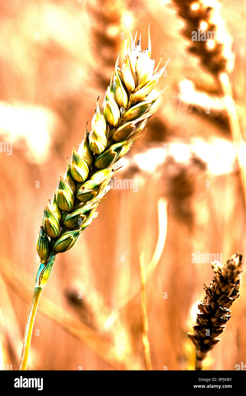 Anthesis hi-res stock photography and images - Alamy