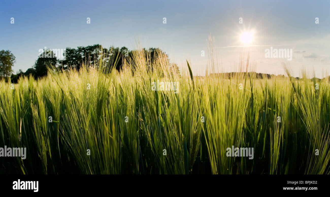 Late summer afternoon in a field Stock Photo - Alamy