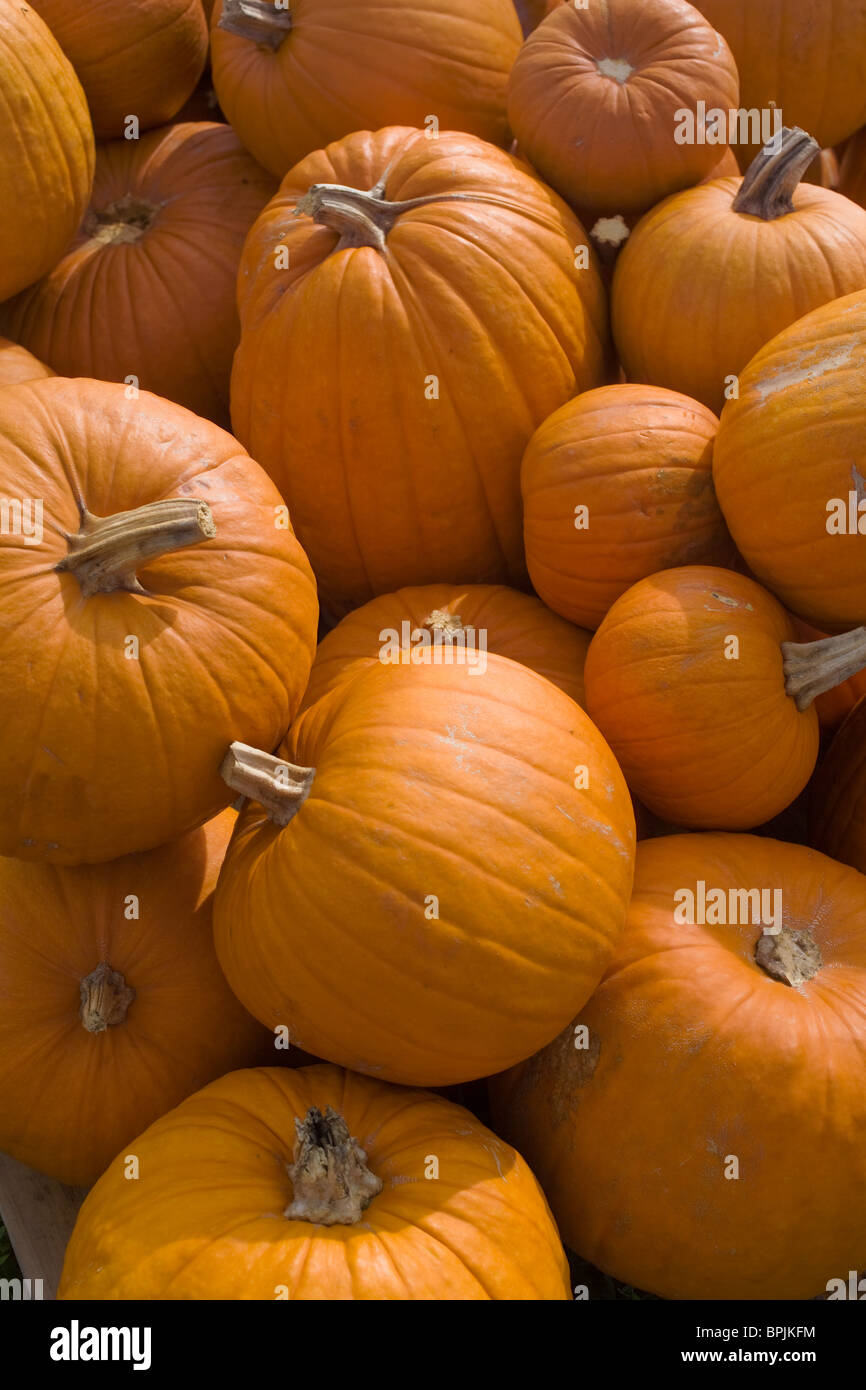 Batch of pumpkins Stock Photo - Alamy Batch of pumpkins Stock Photo - Alamy