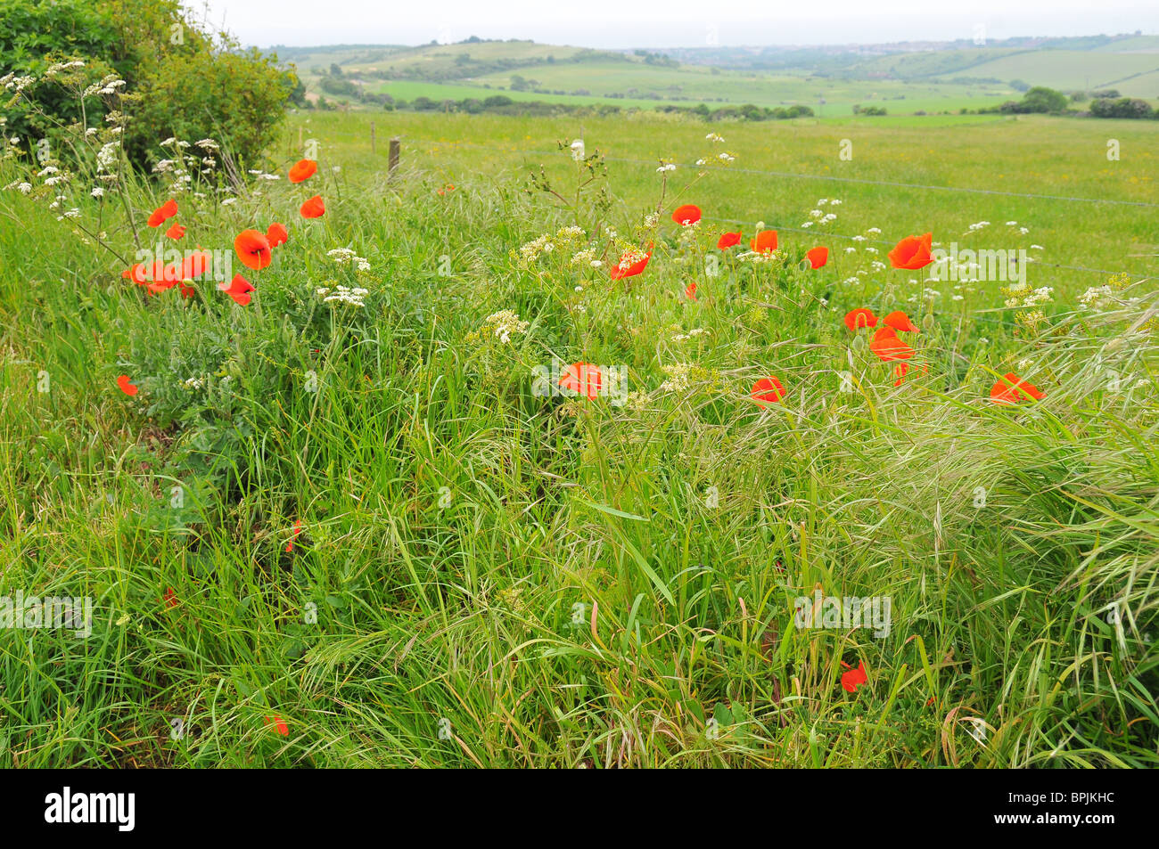 5 poppies hi-res stock photography and images - Alamy