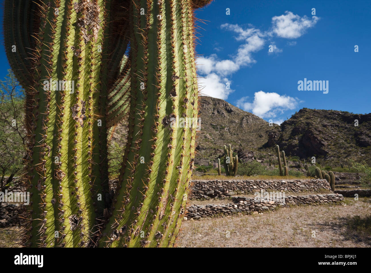 ARGENTINA, Tucuman Province, Quilmes. Cacti and ruins of ancient ...