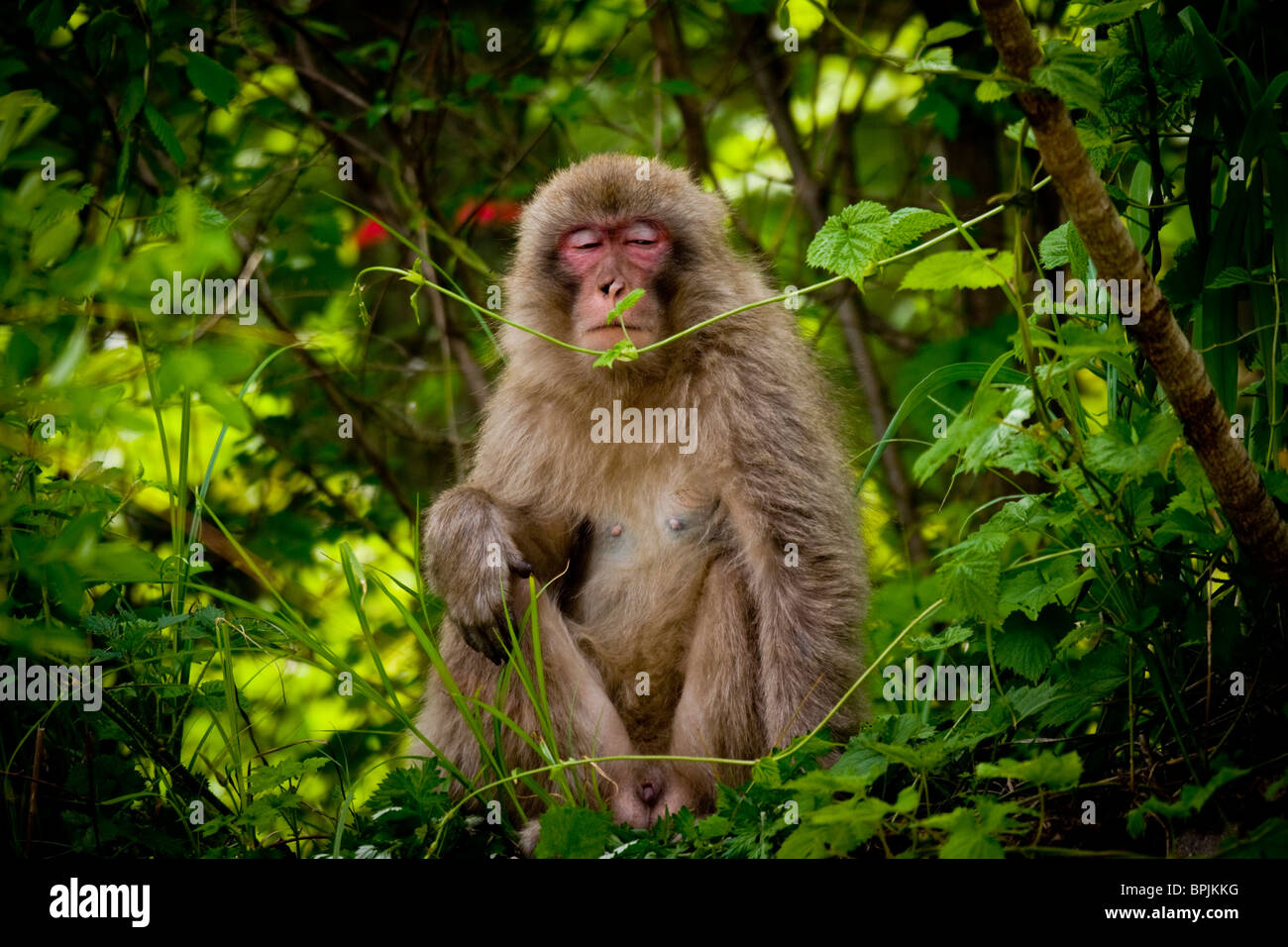 A monkey smelling a leaf Stock Photo - Alamy