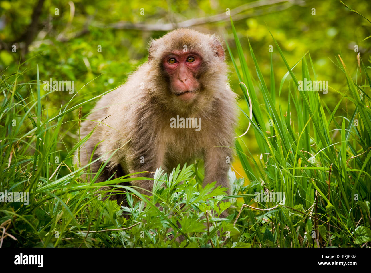 Funny monkey hi-res stock photography and images - Alamy