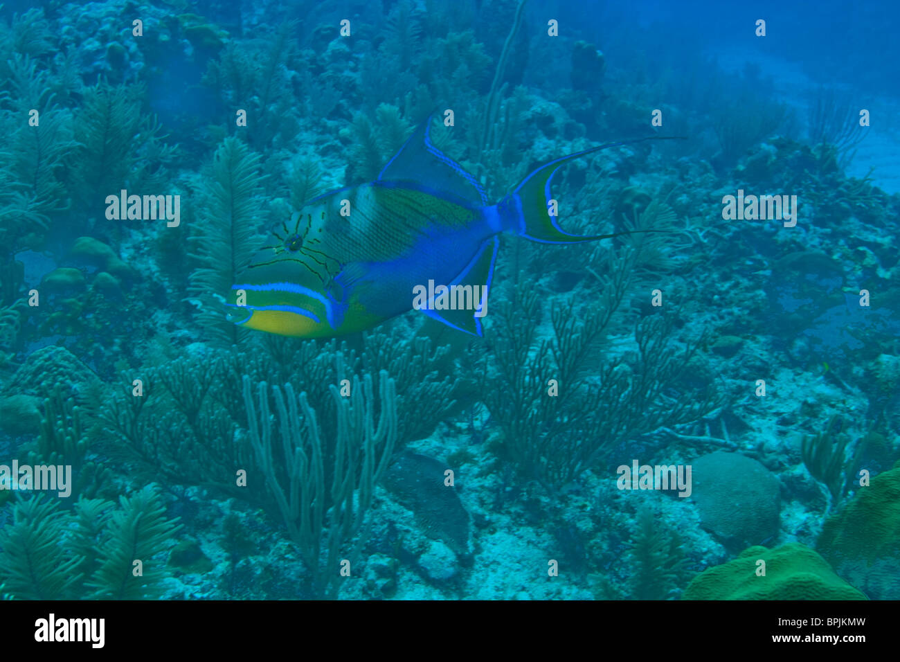 Queen Triggerfish (Balistes vetula) Ambergris Caye, Hol Chan Marine ...