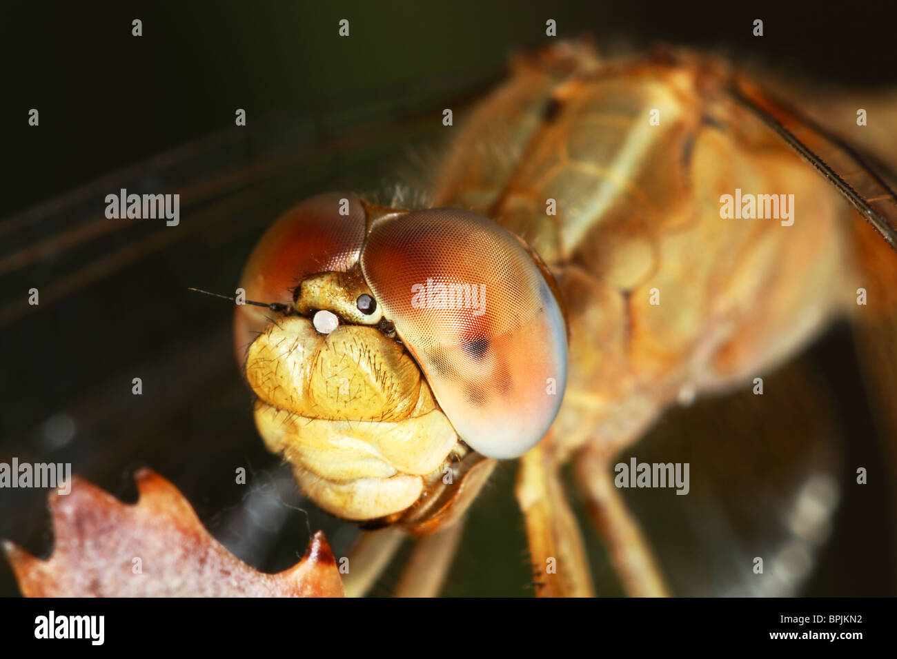 Close up female Violet Dropwing Dragonfly Stock Photo - Alamy