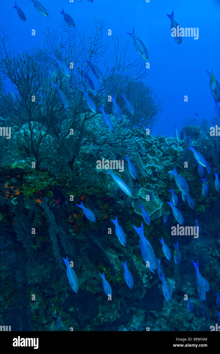 Creole Wrasse (Clepticus parrae) Hol Chan Marine Preserve, Belize ...