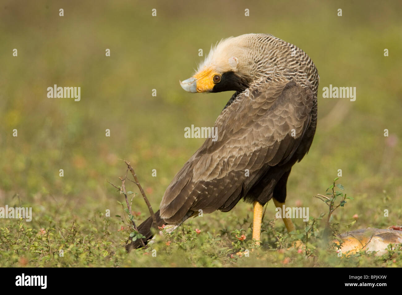 Crested Caracara, Polyborus plancus, in a mating call pose. Pantanal ...