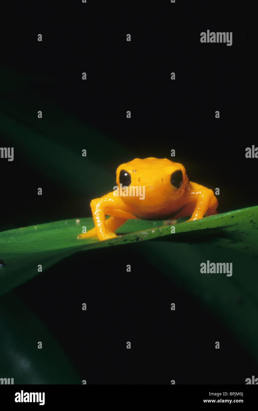 Gold Frog (Brachycephalus ephippium) Itatiaia National Park, Atlantic ...