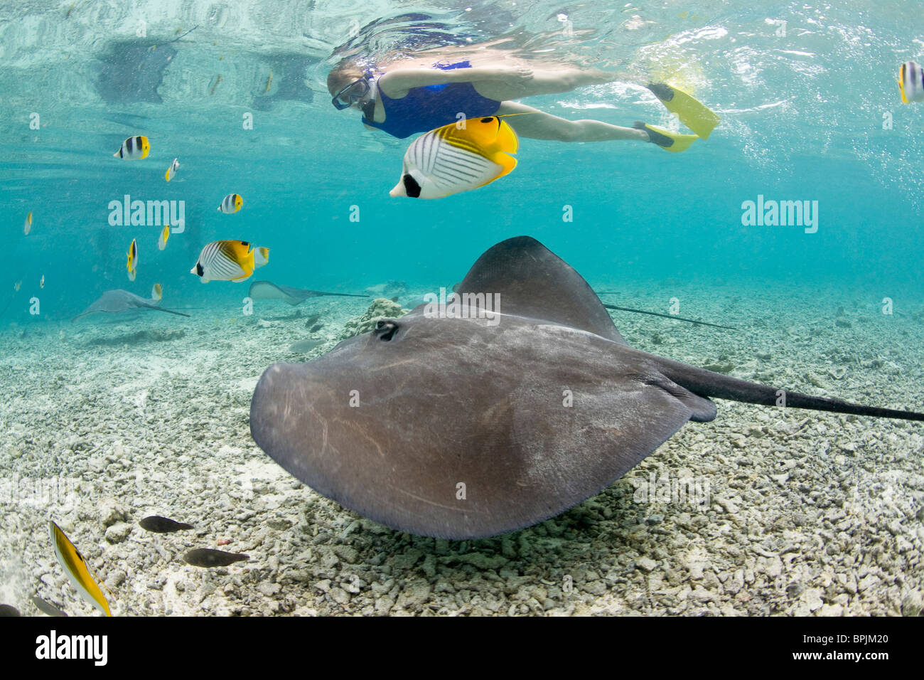 Swim with stingrays hi-res stock photography and images - Alamy