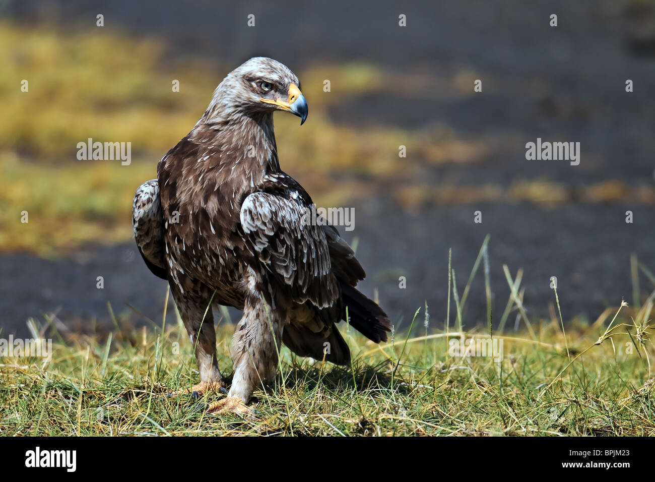 Hawk-eagle sitting on the land, Lake Nakuru, Kenya Stock Photo - Alamy