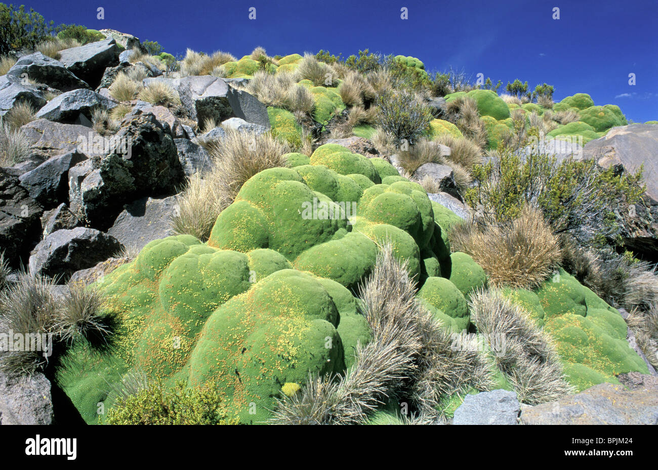 Chile, Altiplano, Lauca National Park. Llareta (Asorella compacta Stock ...
