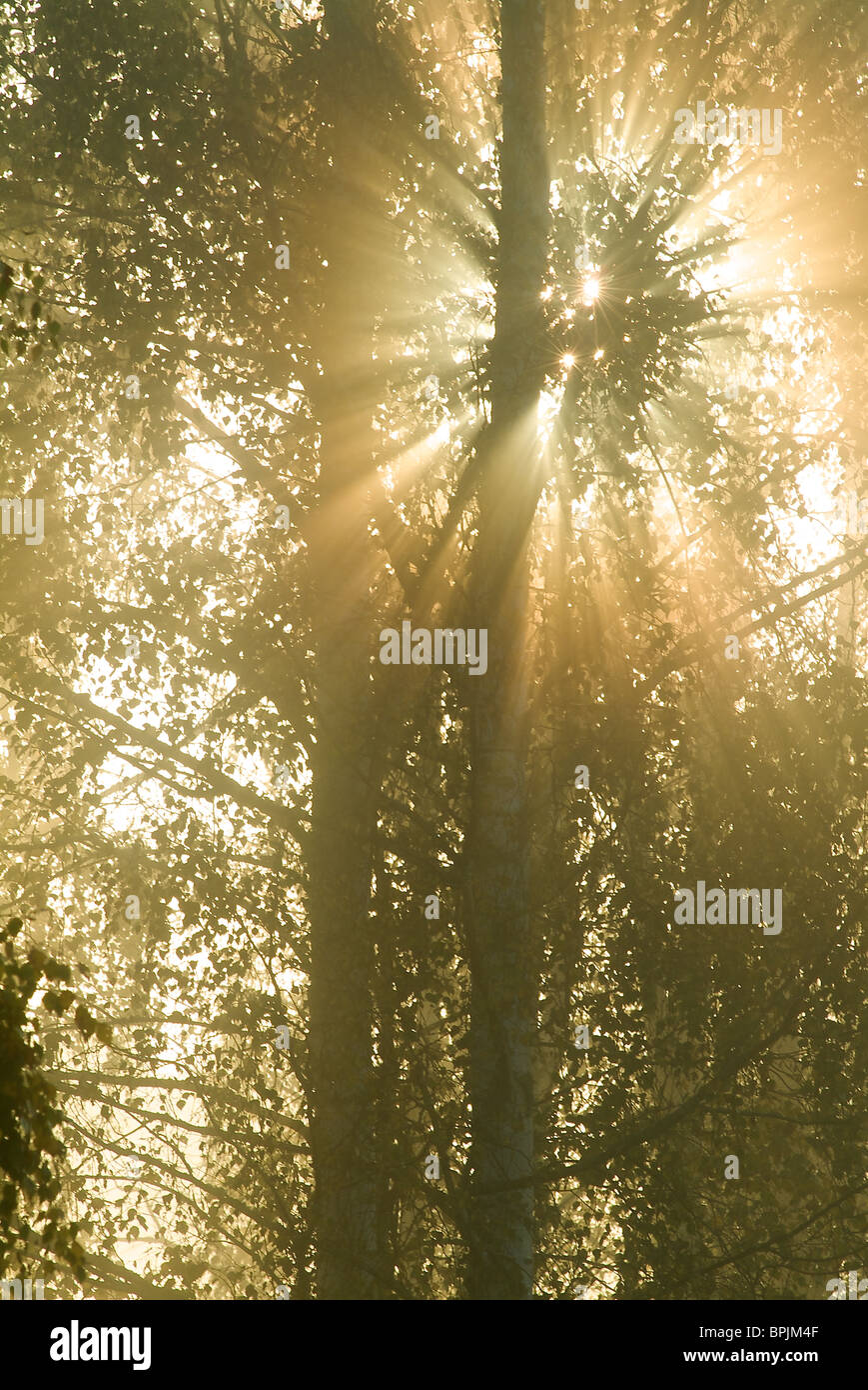 Sunbeams shining through tree canopy, Sweden Stock Photo - Alamy