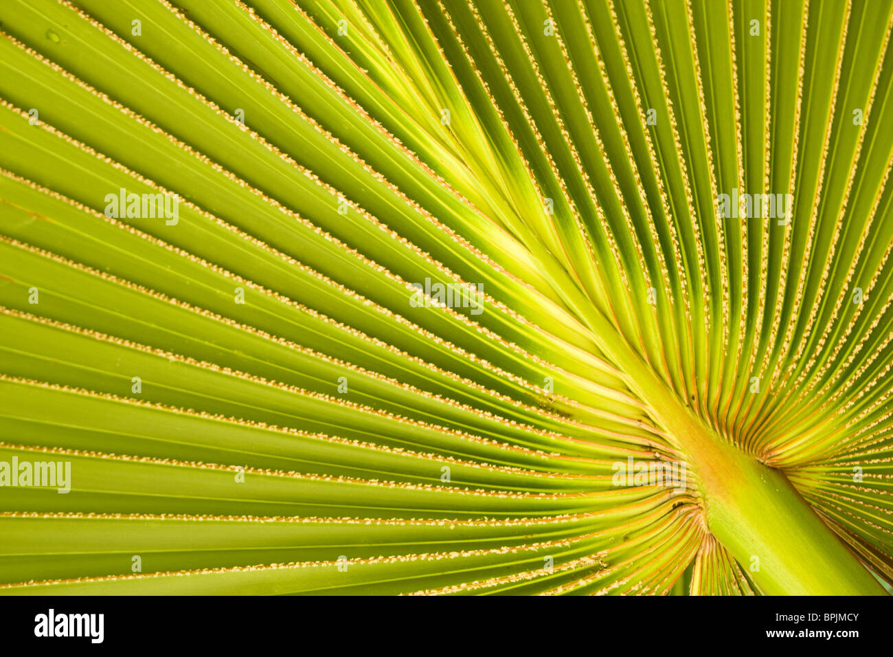 Palm leaf detail Stock Photo - Alamy