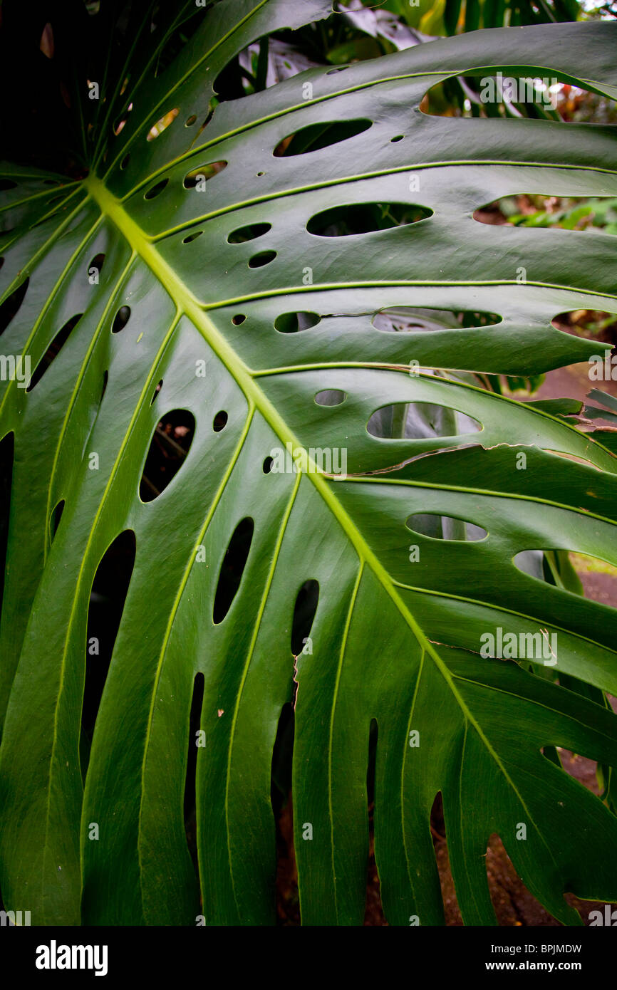 Monstera plant, Lava Tree State Park, Puna, Island of Hawaii Stock ...