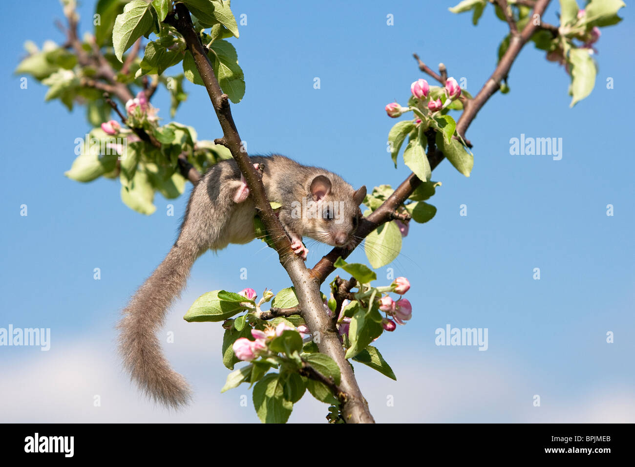 Glis glis hi-res stock photography and images - Alamy
