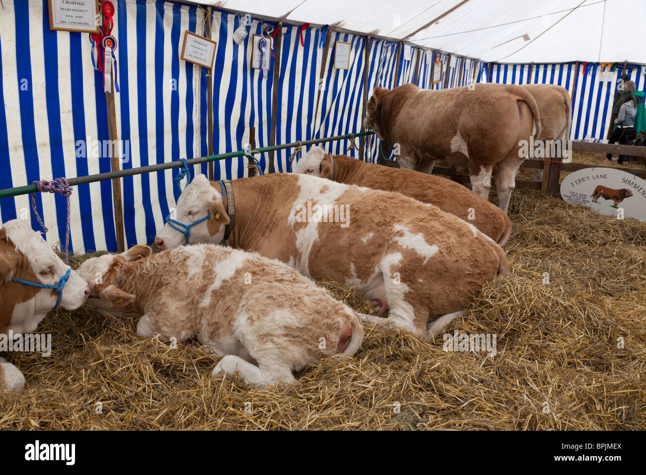 Cattle tent hi-res stock photography and images - Alamy