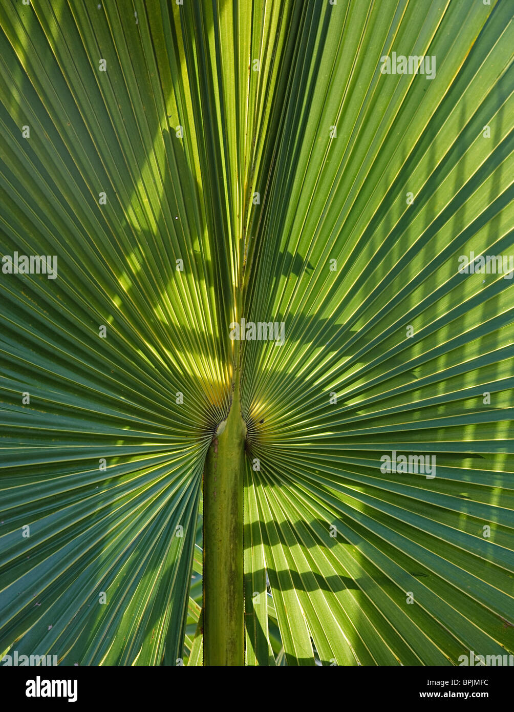 fan of leaves Stock Photo - Alamy