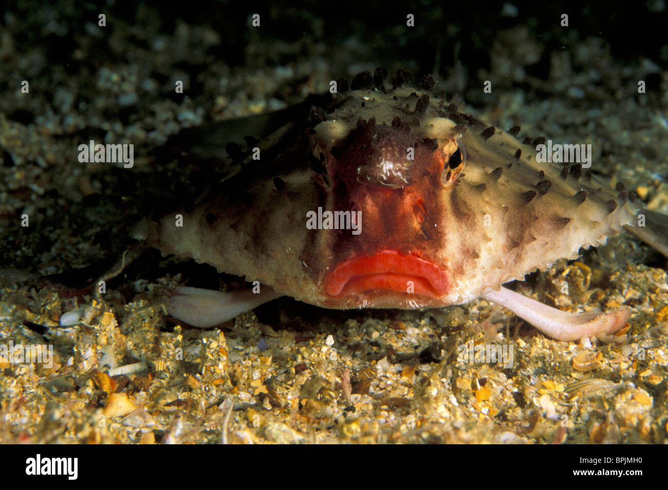 Columbia, Malpelo Island. Rosy-lipped batfish (Ogcocephalus porrectus ...