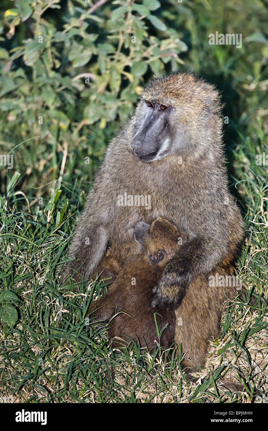 Baboon baby tree hi-res stock photography and images - Alamy