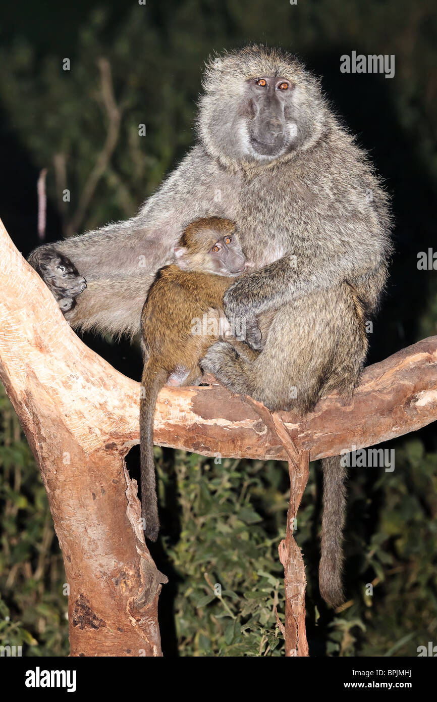 Baboon mother and her baby sitting on a tree, Lake Nakuru, Kenya Stock ...