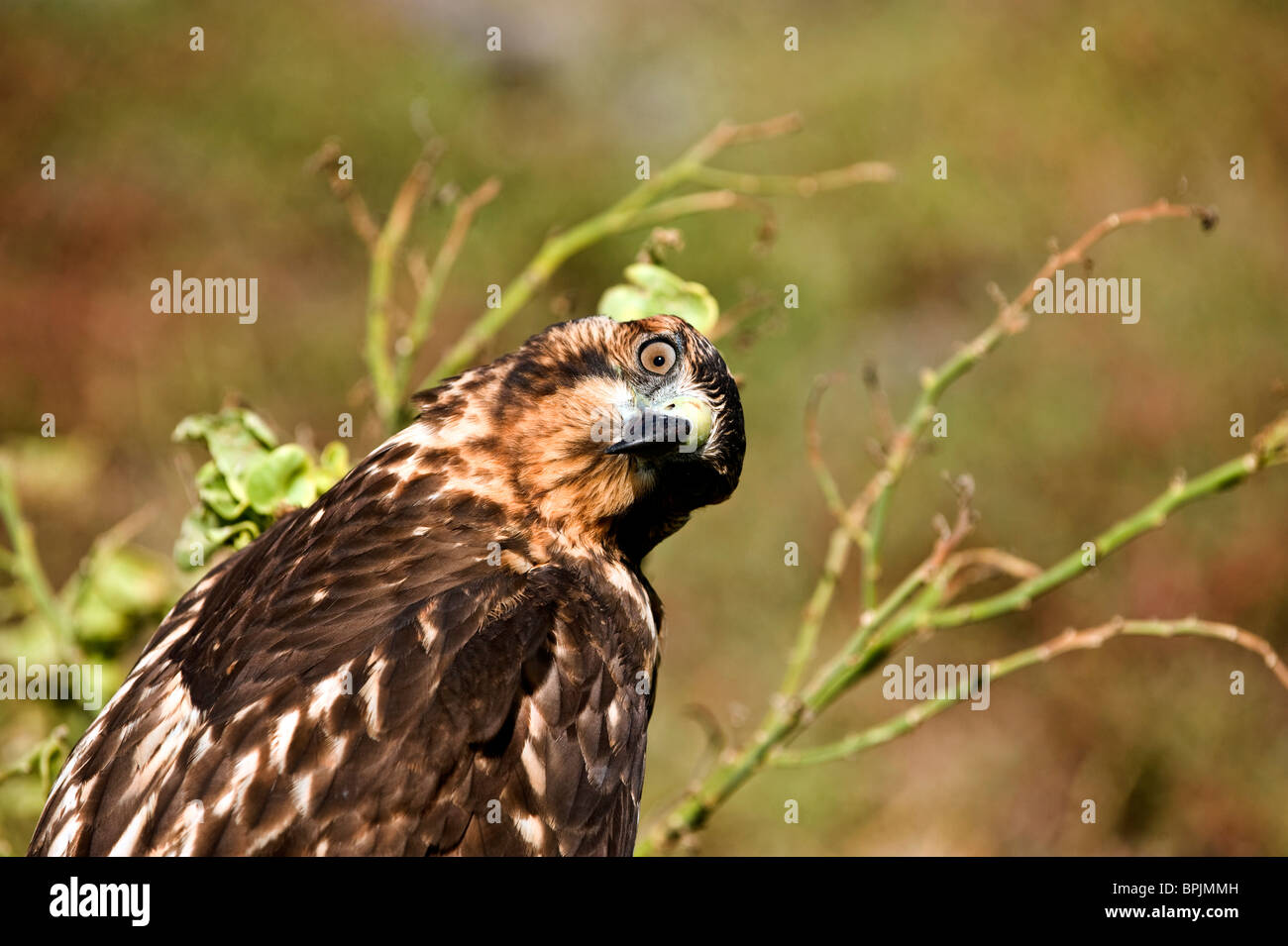 South America, Ecuador, Galapagos Islands, Galapagos Hawk close-up of ...