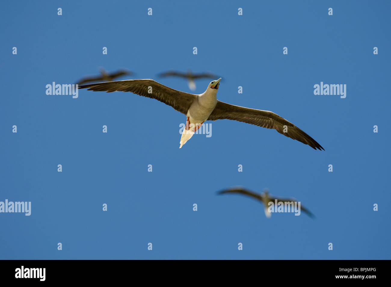 Red-footed Booby, Bird Island, Tikehau, Tuamotu Archipelago, French ...