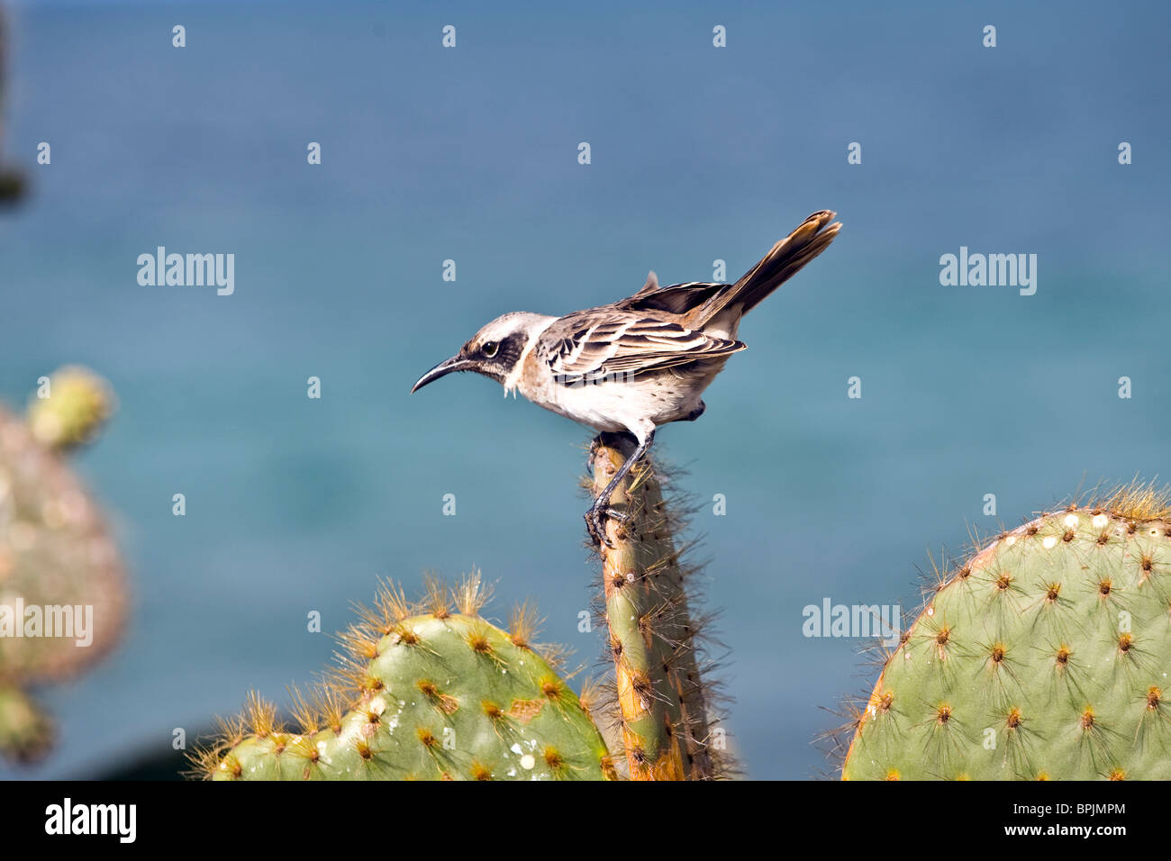 South America, Ecuador, Galapagos Islands, Chatham Mockingbird perched ...
