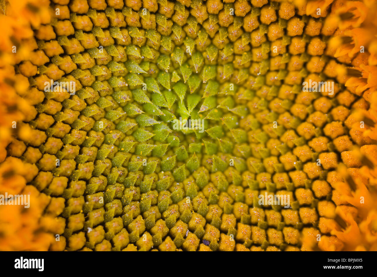Seed forming plants hi-res stock photography and images - Alamy