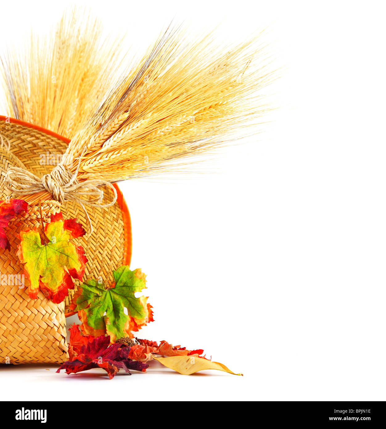 Autumn leaves border with wheat isolated on white Stock Photo - Alamy