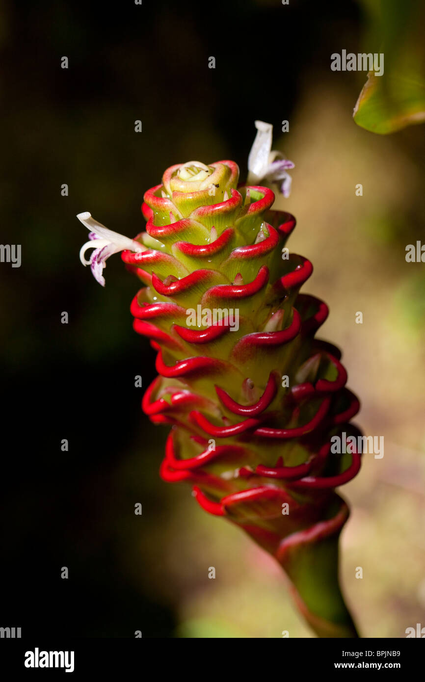Ginger, Hawaii Tropical Botanical Garden, Onemea, Hamakua coast, Island ...