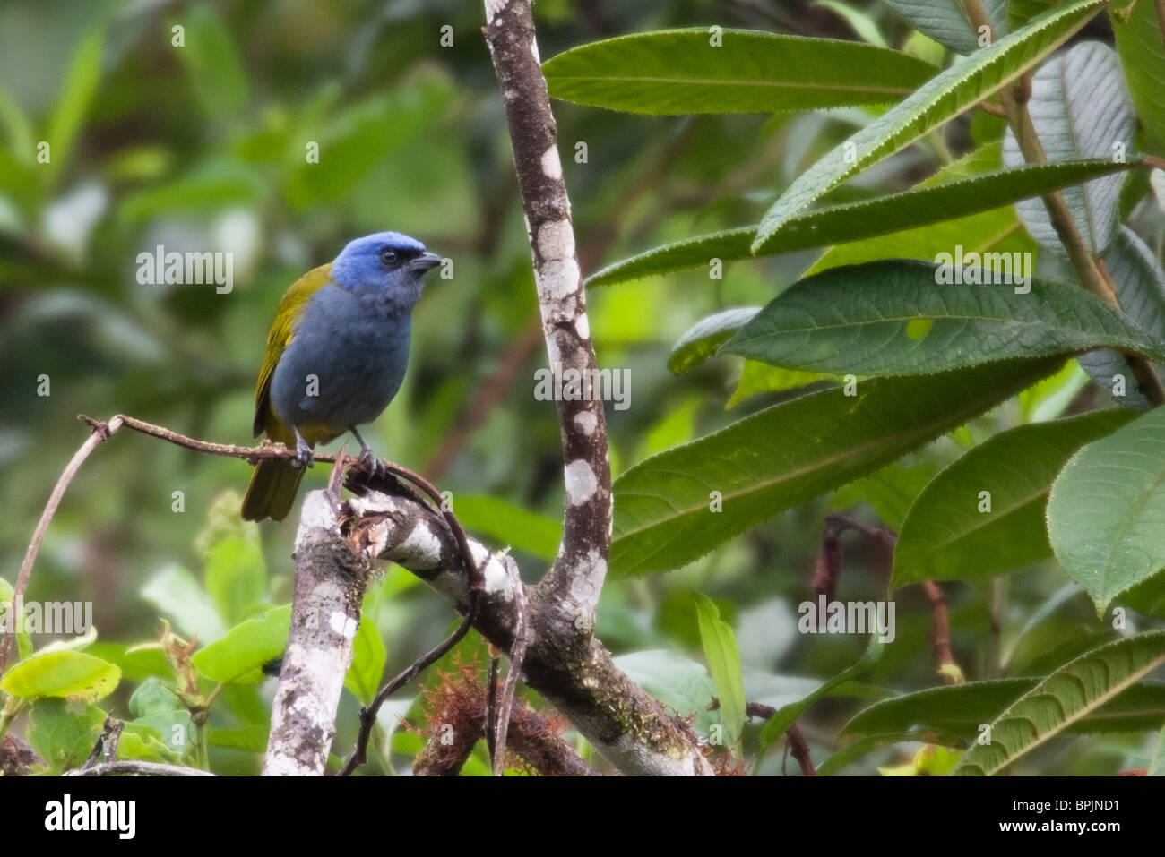 Blue-capped Tanager (Thraupis cyanocephala cyanocephala Stock Photo - Alamy