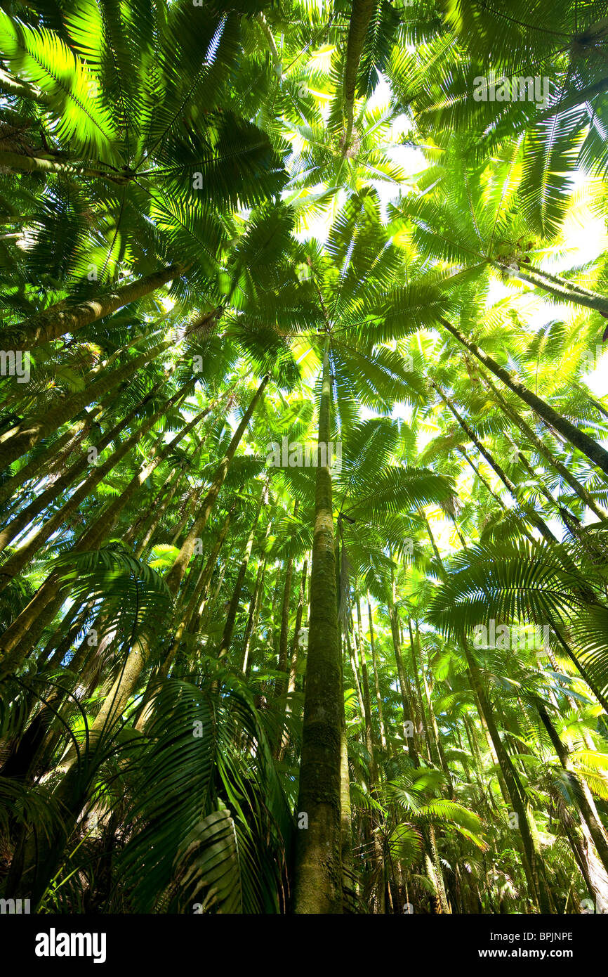 Alexandra palm hi-res stock photography and images - Alamy