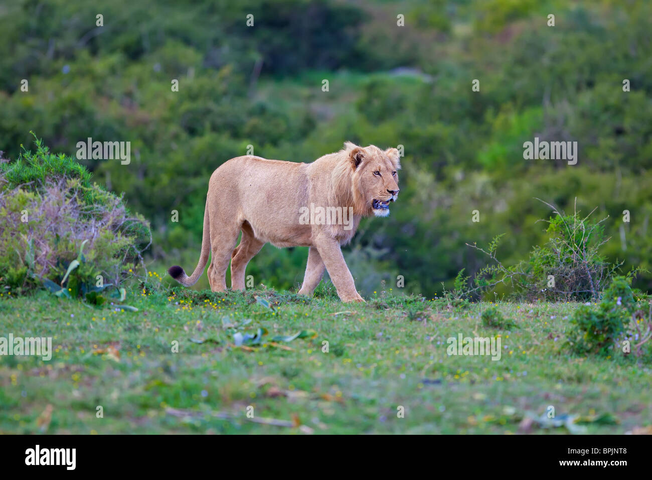 Sub adult lion hi-res stock photography and images - Alamy