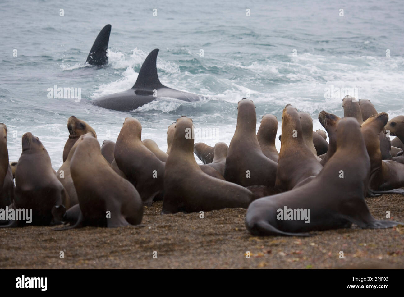 orca or killer whale trying to hunt southern sea lions pups in shallow ...