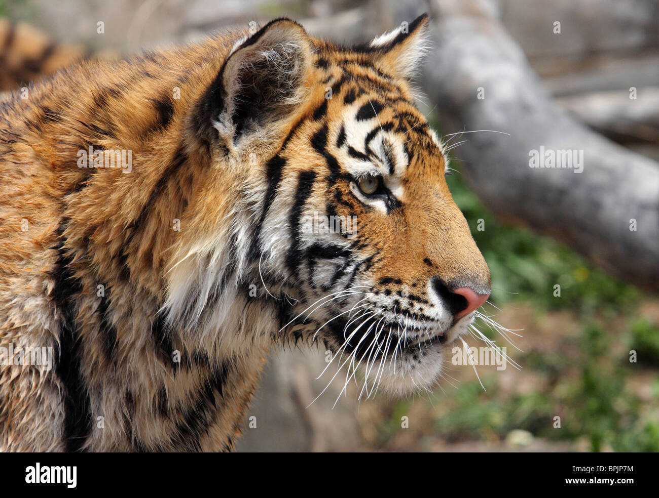 Tiger Profile