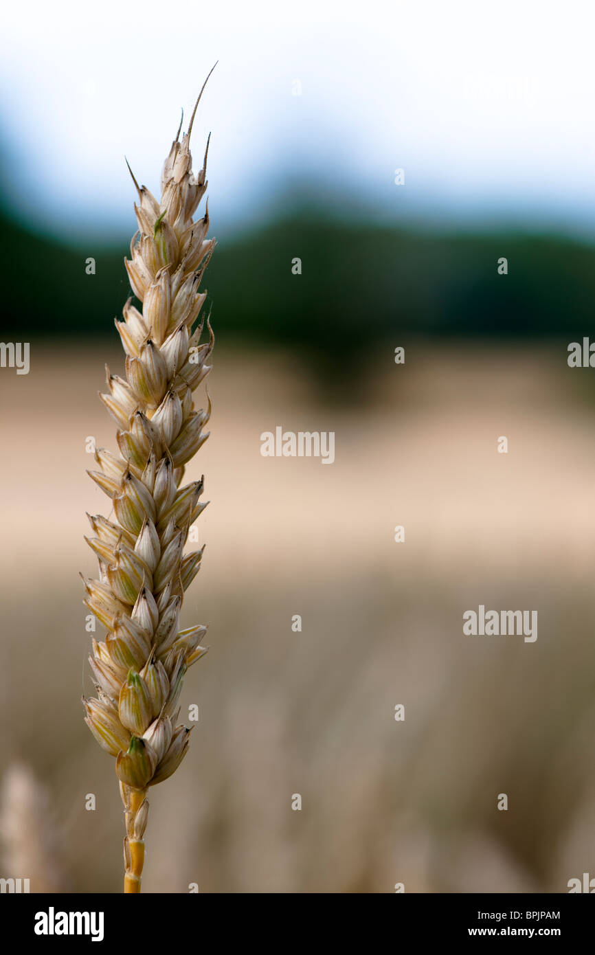 Anthesis hi-res stock photography and images - Alamy