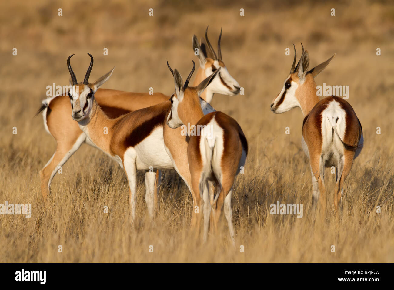 A group of Springbok on the Karoo grassfields in South Africa Stock ...