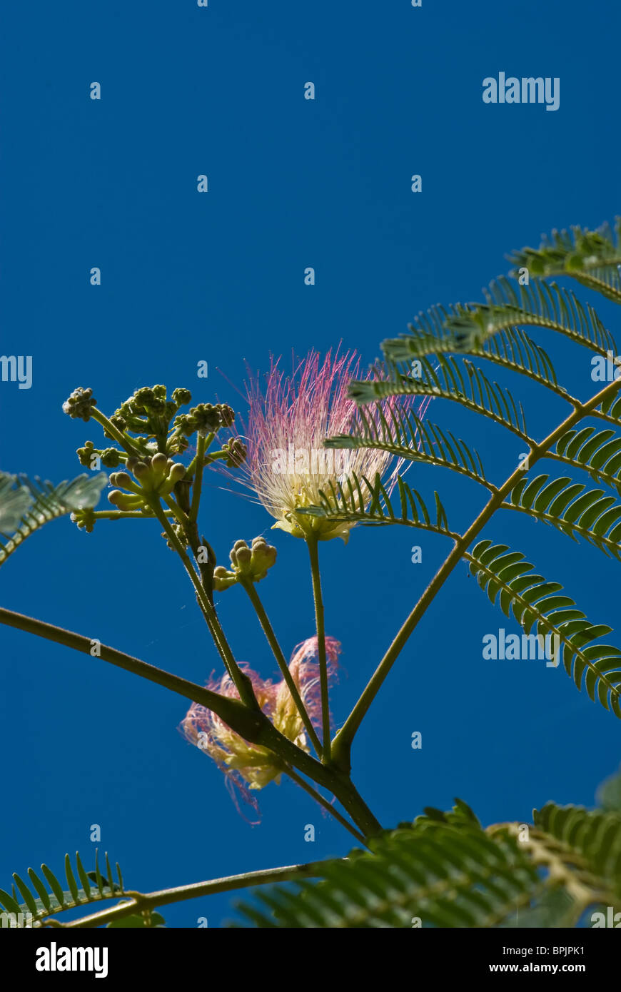Acacia Blossom High Resolution Stock Photography and Images - Alamy