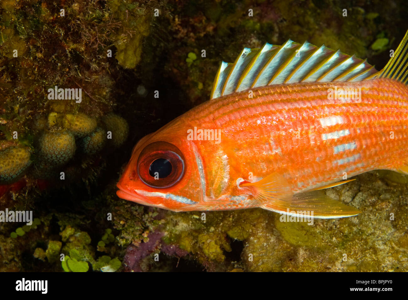 Squirrelfish (Holocentrus rufus) Hol Chan Marine Preserve, Belize ...