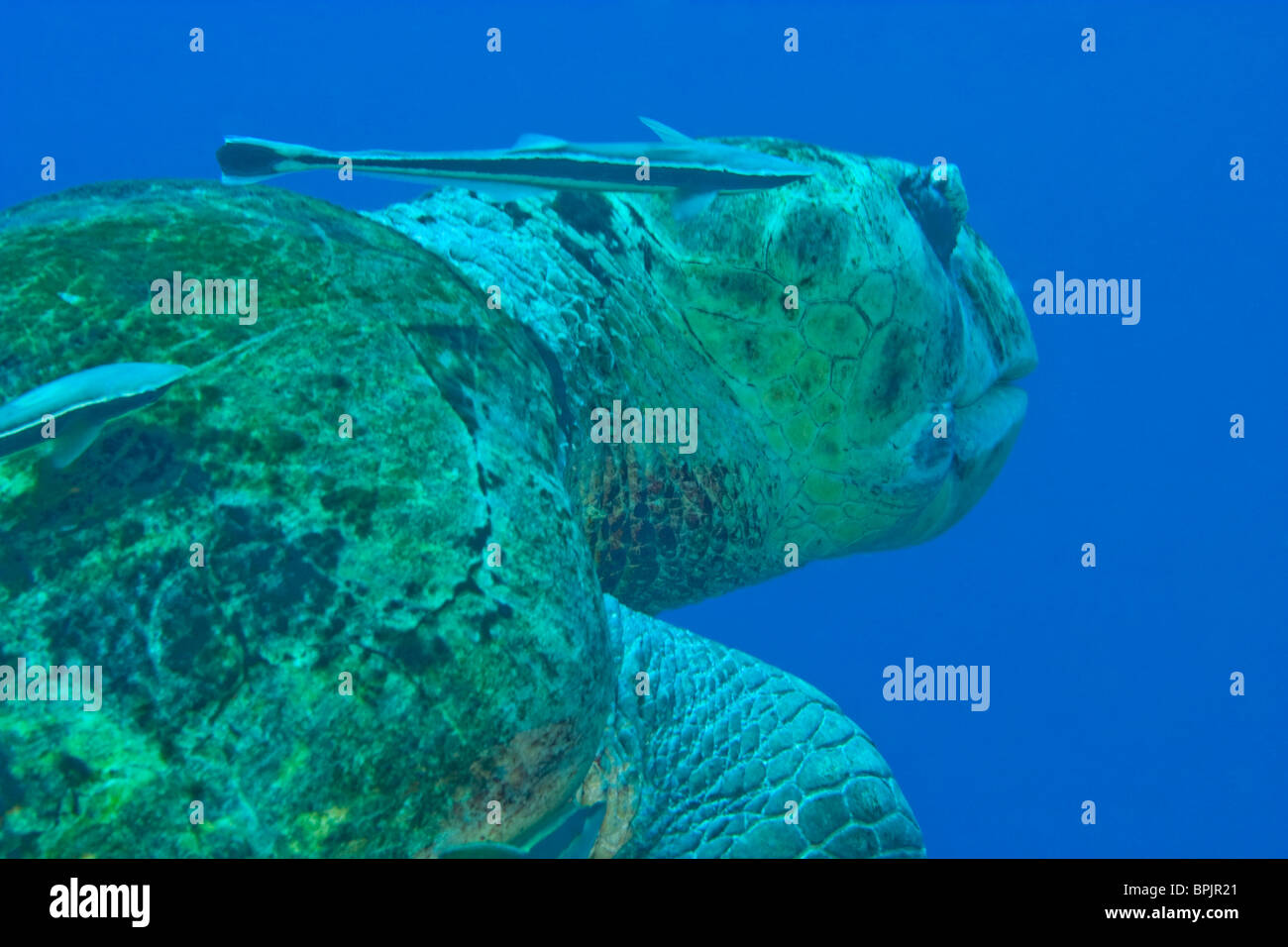 Large very old Loggerhead Turtle (Caretta caretta) Hol Chan Marine ...