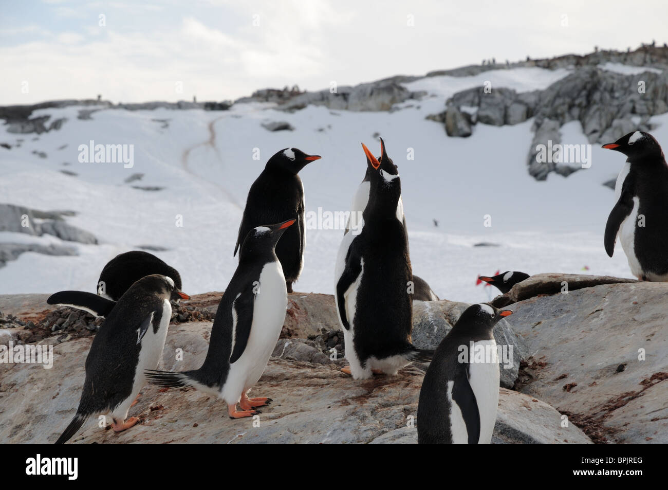 Gentoo penguins on Cuverville Island, Antarctica. Penguins recognize ...