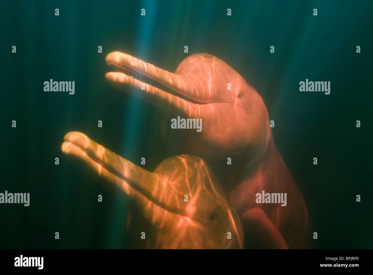 Boto, or Amazon River Dolphin (Inia geoffrensis) WILD, Rio Negro ...